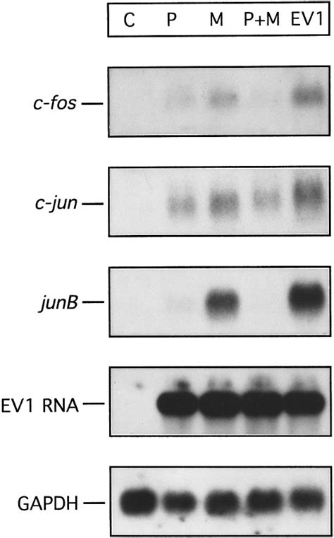 Effects Of Two Mapk Inhibitors On The Expression Of C Fos C Jun And Download Scientific