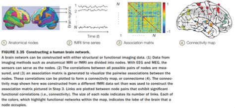 CH Methods Of Cognitive Neuroscience Connectivity Maps Karteikarten Quizlet