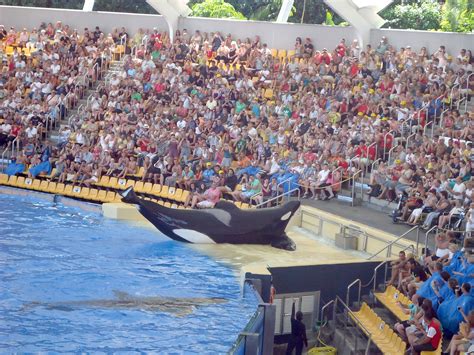 Blackfish Gran Documental Crítica Reseña De Filasiete