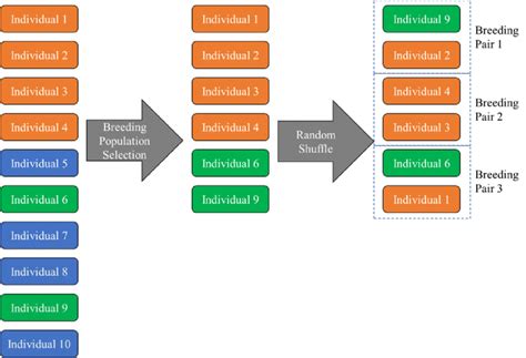 Breeding Population Selection And Random Shuffle Process The Orange Download Scientific