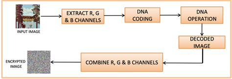 3 Block Diagram Of Dna Based Encryption Scheme 8 Download