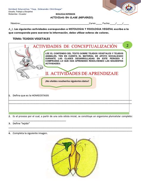 Actividad 1 Tejidos Vegetales Pdf Plantas Biología