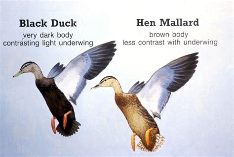 Hen Black Duck
