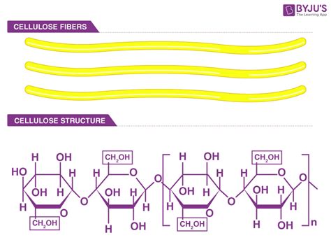 Complex Carbohydrate Structure