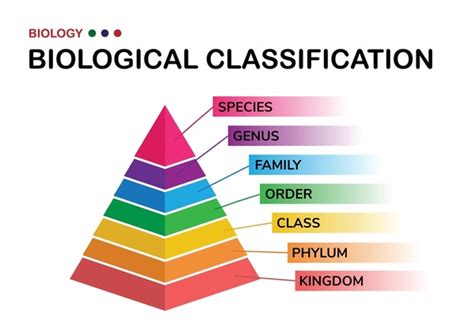 Types Of Classification Diagrams Test Case Design With Classification