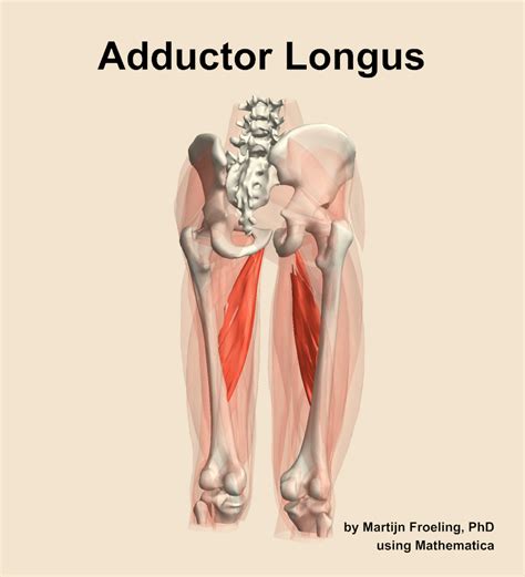 The Adductor Longus Muscle Of The Thigh