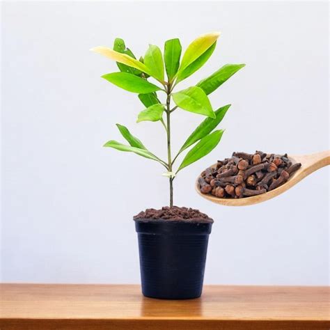 Buy Clove Plant Lavang Laung Plant Online At Best Price