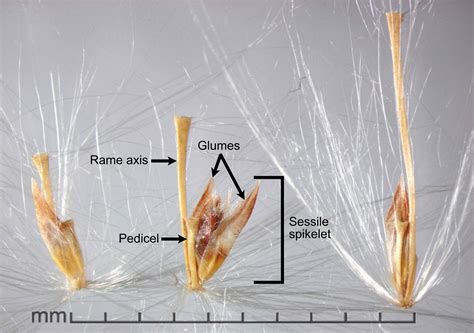 Sugarcane Plant Diagram