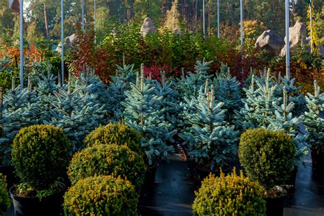 Evergreen Colourful Trees