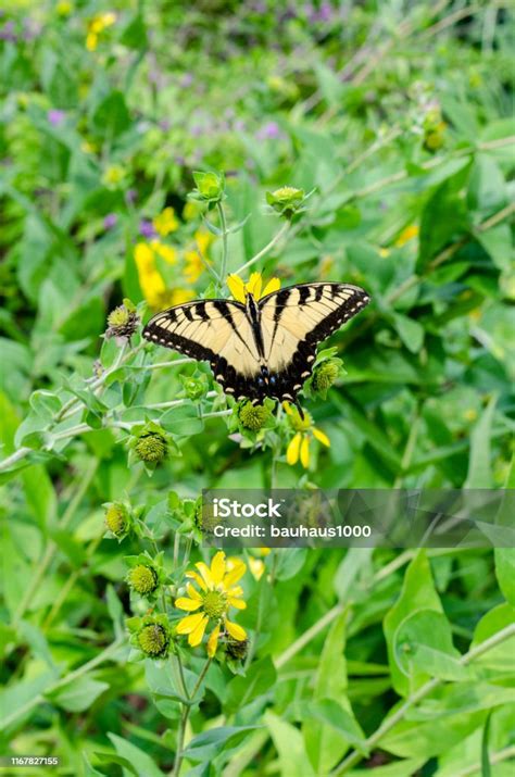동부 호랑이 제비 꼬리 나비 수집 꿀을 가진 노란색 해바라기 0명에 대한 스톡 사진 및 기타 이미지 0명 Live Event 곤충 Istock