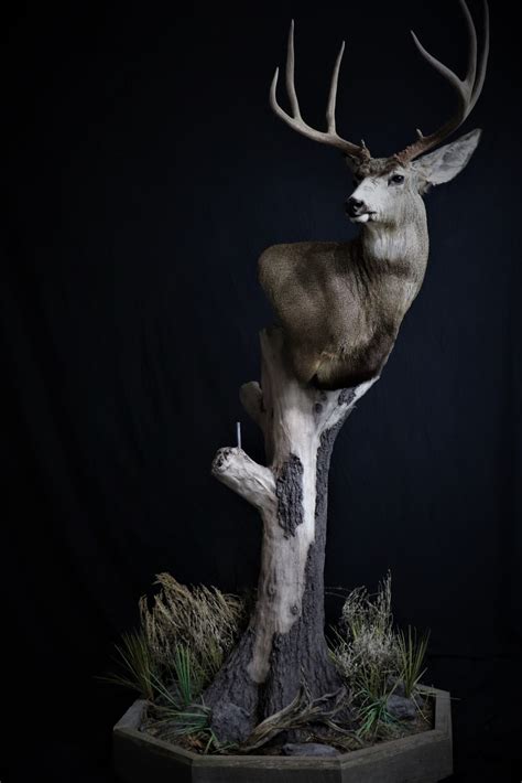 Lazy Eight Taxidermy