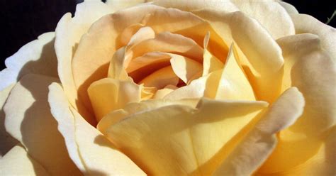 La rosa descripción y explicación Plantas