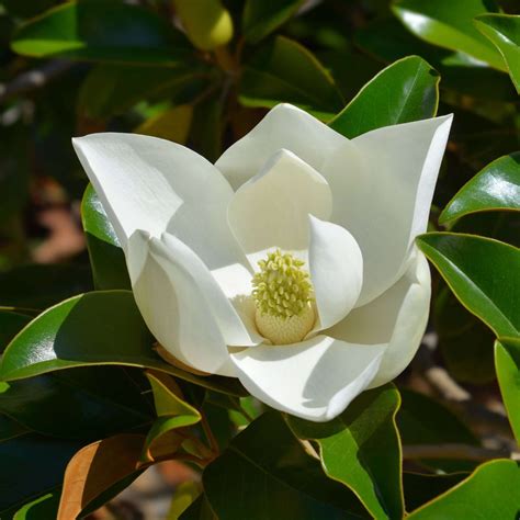 Southern Magnolia Tree Plants Express