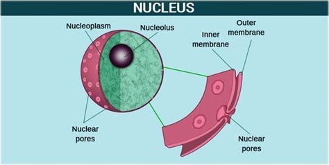 Nuclear Membrane Structure And Function Of Nuclear Membrane