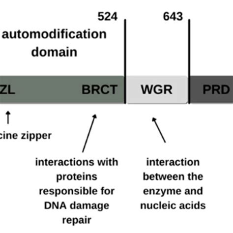 Structure Of Parp 1 Sequence Ends The N Terminus And The C Terminus Download Scientific Diagram