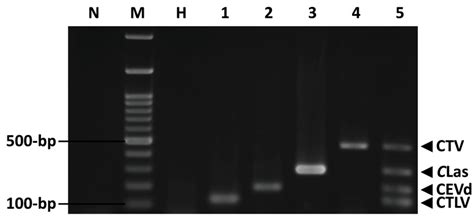 Development Of Multiplex Rt Pcr Assay For The Simultaneous Detection Of