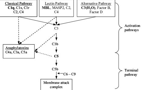 Introduction To The Complement System In The Classical Pathway C1q Download Scientific