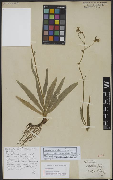 Hieracium Bifidum Kit Ex Hornem Subsp Coriifolium Arv Touv Zahn