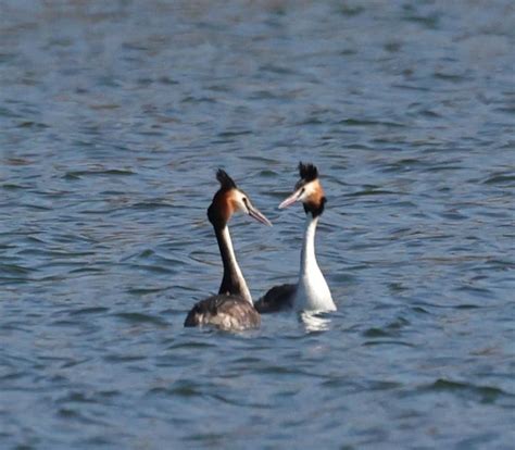생태적 흥취 운하서 춤추는 뿔논병아리