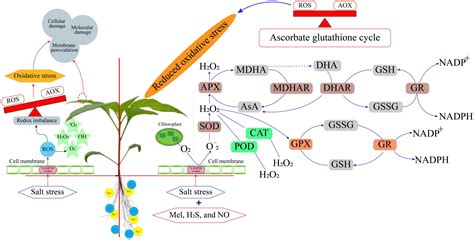 Frontiers Chemical Priming Enhances Plant Tolerance To Salt Stress