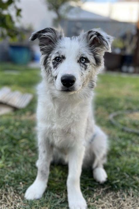 Merle Border Collie Guide Blue Merle Red Merle And Slate Merle Border Collie Blue Merle