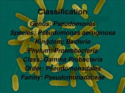 Ppt Pseudomonas Aeruginosa Powerpoint Presentation Free Download