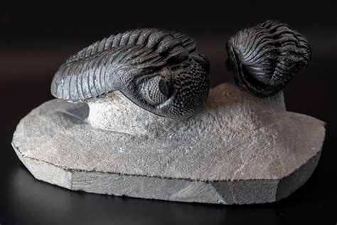 Question About Displaying Fossil R Fossils