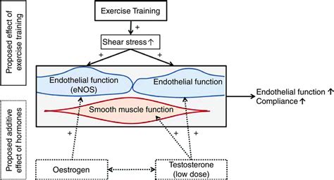 Sex Differences In Vascular Endothelial Function And Health In Humans