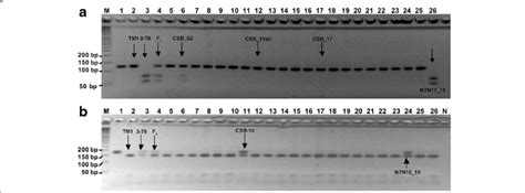 Chromosomal Localization Of Cotton A Phya1 Phya1 Alu I Caps And B