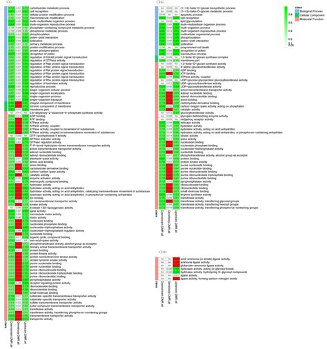 Changes In DNA Methylation Assessed By Genomic Bisulfite Sequencing Suggest A Role For DNA