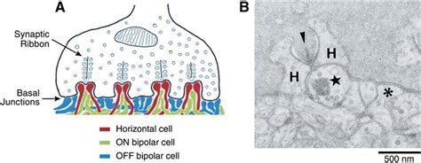 Complex Structure Of The Cone Photoreceptor Synapse Download Scientific Diagram