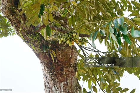 계절열대 환경에서 피는 두리안 플라워 태국의 두리안 과일은 여름에 수확합니다 아시아에서 생및 신선한 과일 식물 성장 정원 과일 농장 야외 풍경 수확 아니 사람 0명에 대한