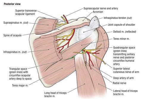 1 1 Back Spinal Cord Scapular Region Ross University Anatomy