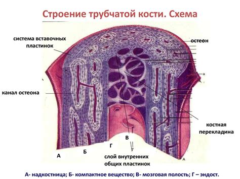 Остеология Принципы функциональной организации костной системы и отдельной кости Лекция 2