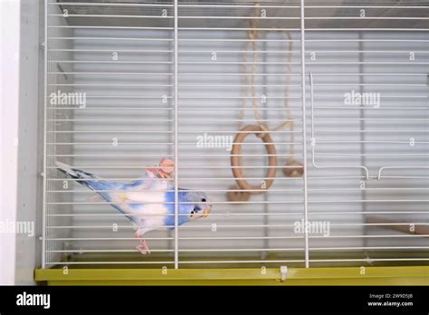 Budgie Budgerigar Funny Blue Purple Parakeet Looks Around Cute
