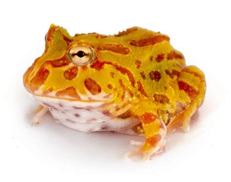 Albino Pac Man Frog Ceratophrys Cranwelli Captive Bred