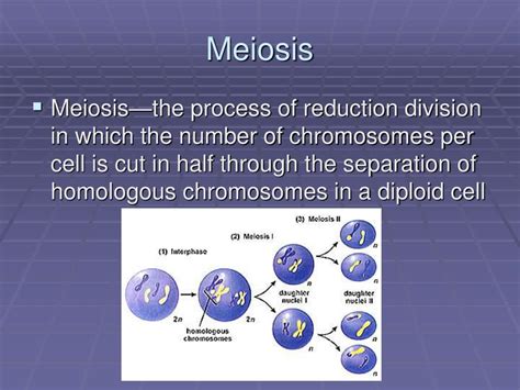 Biology Form 4 Chapter 5 Meiosis Ppt Powerpoint