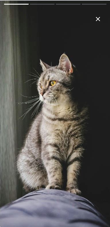 Instagram Clone Flutter Devpost