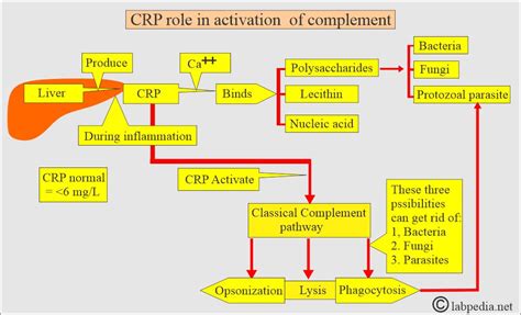 C Reactive Protein Crp High Sensitivity C Reactive Protein Hs Crp