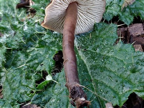 Cucumber Cap Wild Food Uk