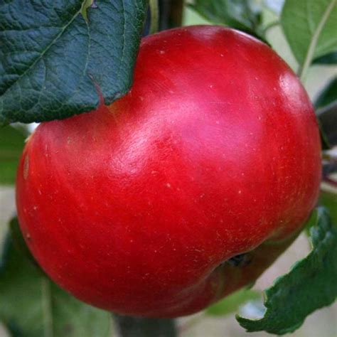 Malus Redsleeves Apple Tree Mail Order Trees