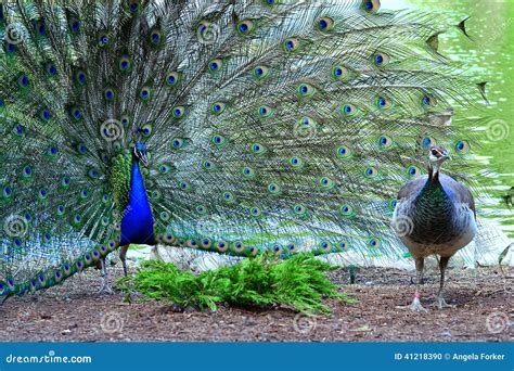 Peacock In Full Dress Walks In Lazienki Park In Warsaw Royalty-Free ...