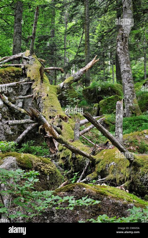 Tree Rot Hi Res Stock Photography And Images Alamy