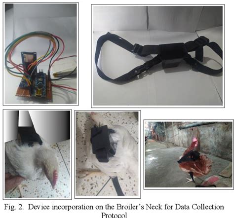 Figure 2 From Detection Of Broiler Behaviors Through A Wearable Sensor System And Machine