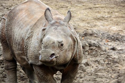 Javan Rhino — Expedition Art
