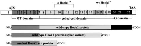 Schematic Representation Of The Hook1 Cdnas And The Corresponding Gene