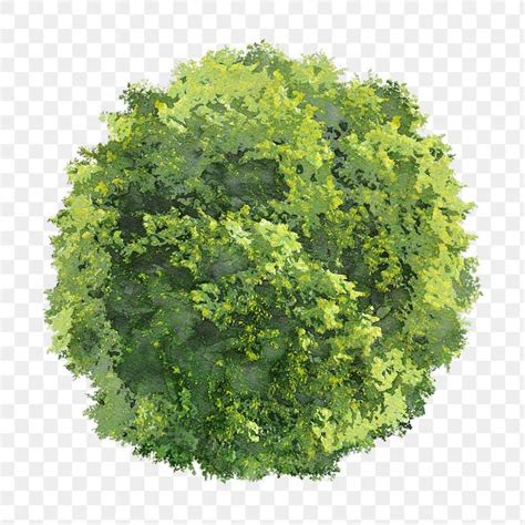 Pin By Tara Doyle On Diy Garden In 2025 Trees Top View Tree Plan