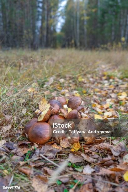 단풍과 풀 사이가 가을 숲에 땅에 누워 있는 버섯에 의해 모인 버터 버섯 수일루스 루테우스 또는 미끄러운 잭 식용 버섯은 숲 가장자리에 쌓입니다 0명에 대한 스톡 사진 및