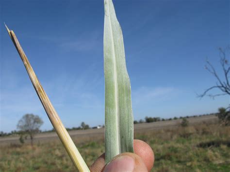Panicum Coloratum Var Makarikariense Leaf3 Nwp Introduced … Flickr