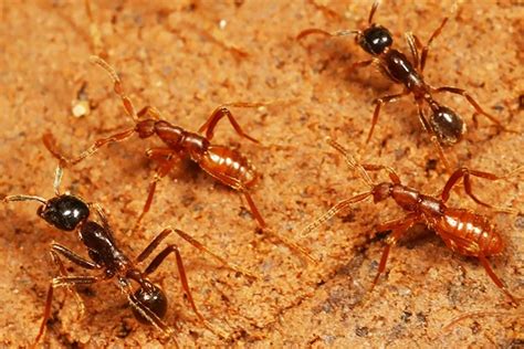 Sneaky Beetles Evolved Disguise To Look Like Ants Then Eat Them New